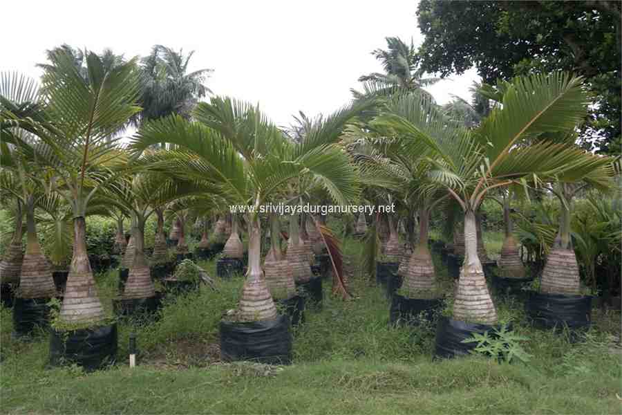 Sri Vijaya Durga Nursery